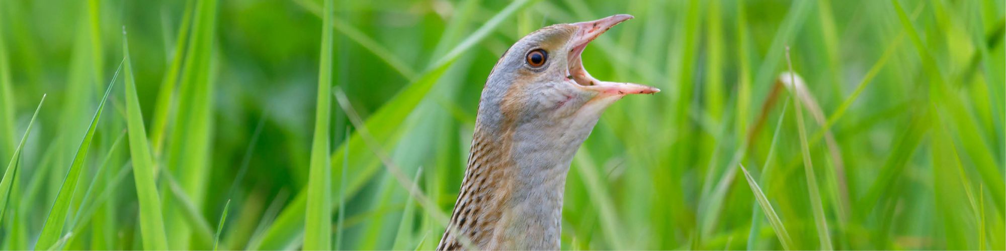 The return of the Corncrake to Clare Island - MKO