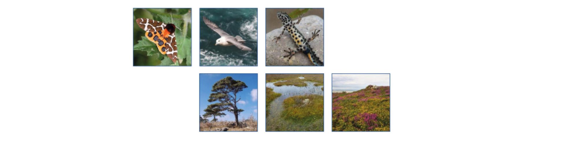 The habitats of cutover raised bog - MKO