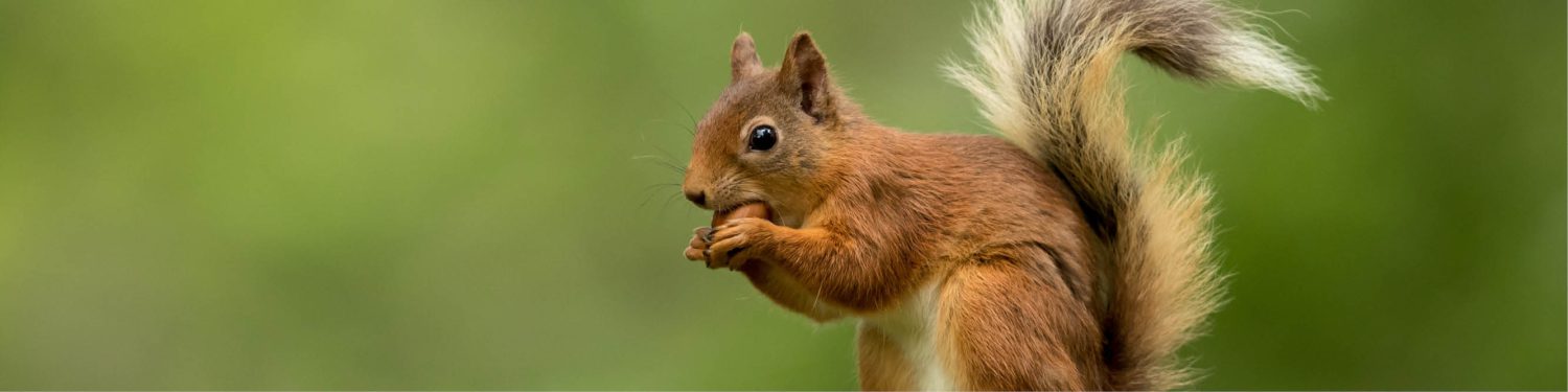 Red squirrel conservation and plantations - MKO
