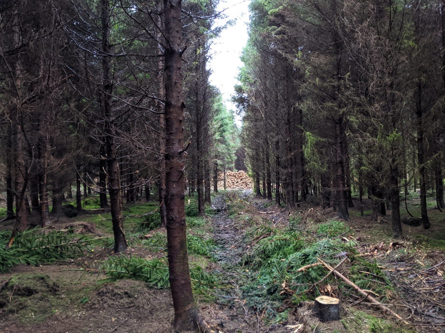 Coillte and The Dublin Mountains Makeover Project - MKO