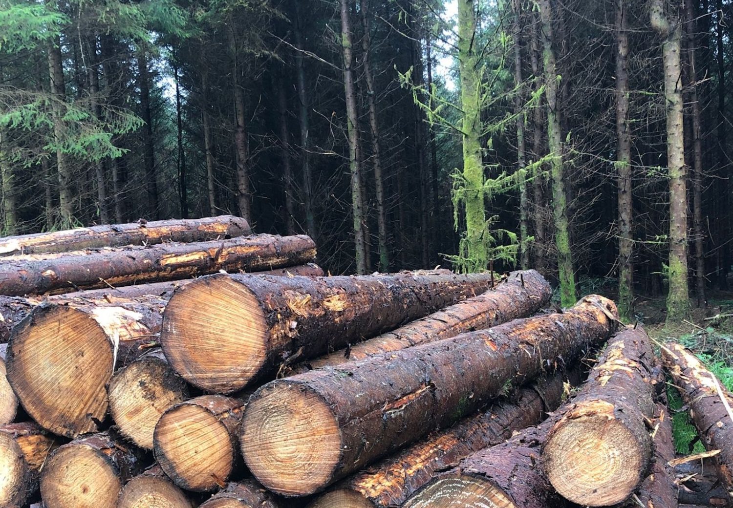 Coillte NIS Project - MKO