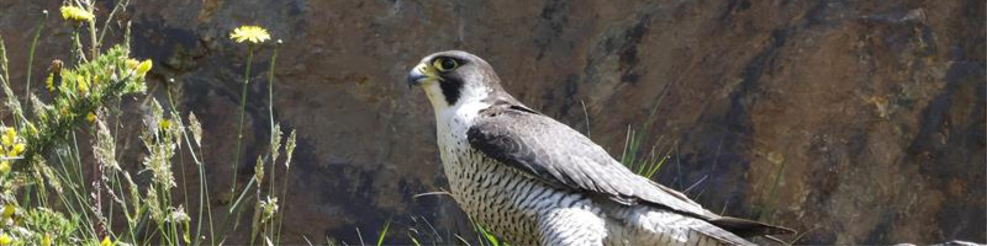 Northern Ireland Raptor Study Group Conference 2025 - MKO